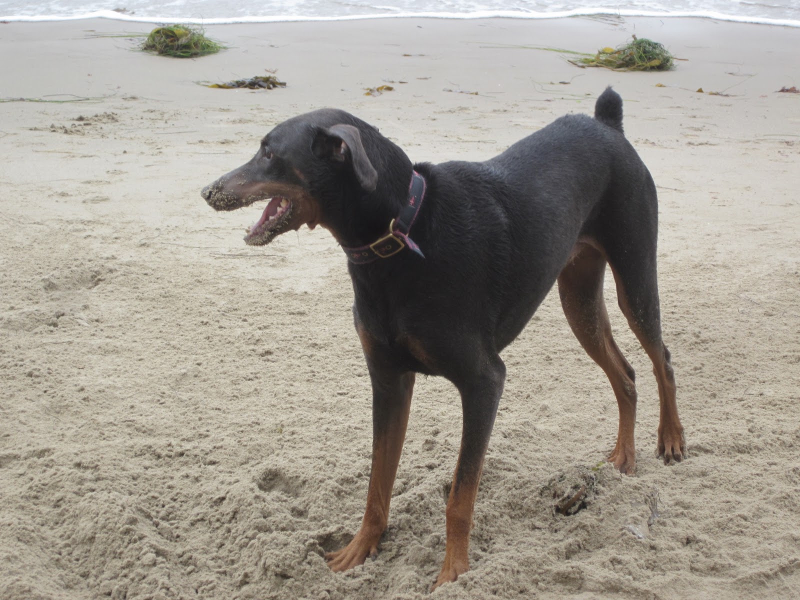 Time on the Water: You Can Take a Doberwoman to the Surf but You Can't ...