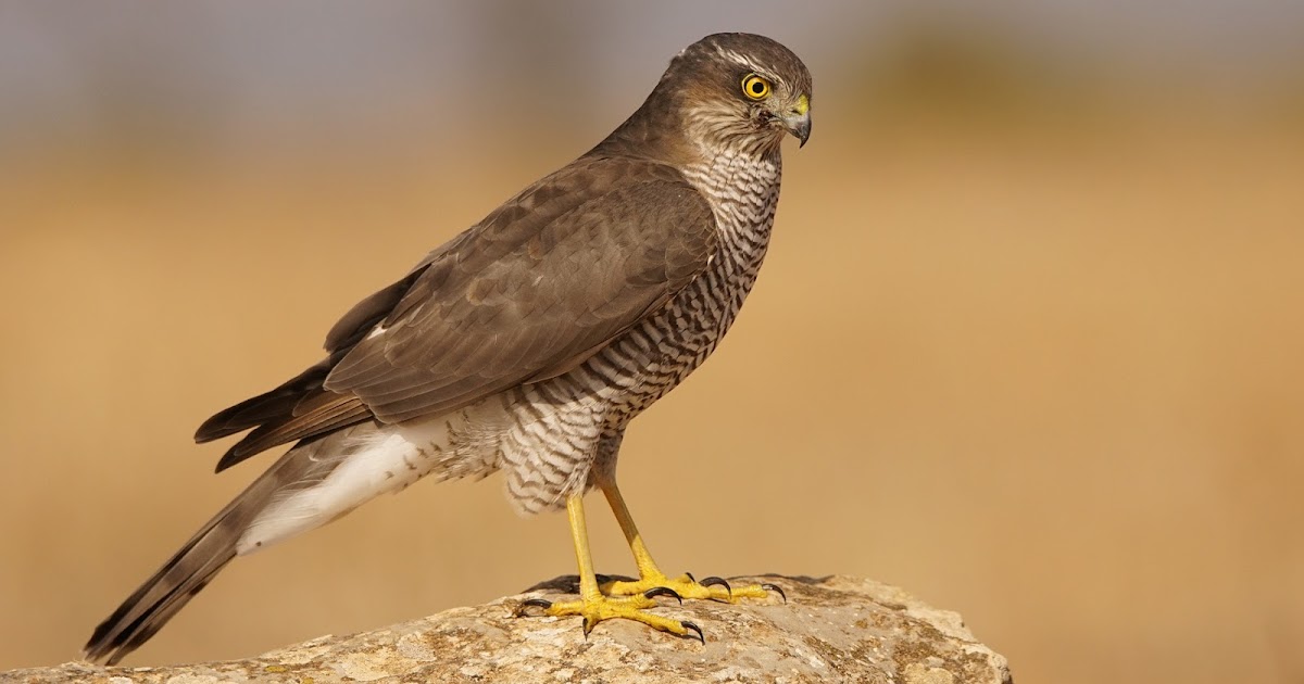 Pasión por las aves: Gavilán común.(Accipiter nisus)