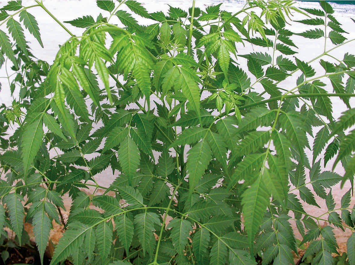 Herbal Plants: Melia dubia - மலை வேம்பு Malaivembu