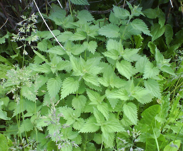 Sunnfjord naturmat: Brennesle