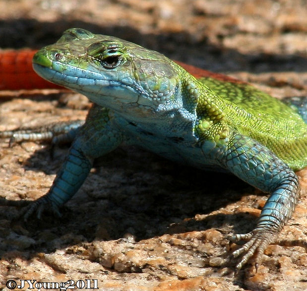 South African Photographs: Common Flat Lizard (Platysaurus intermedius)