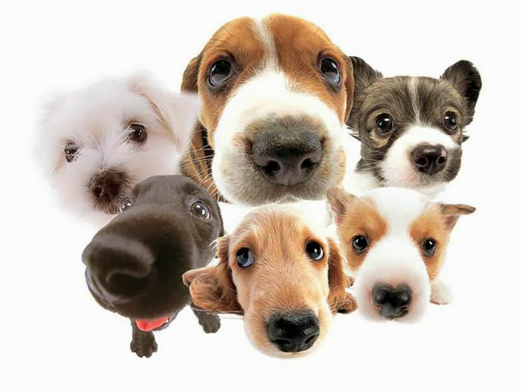 Top 4 Interesting Facts About Dogs 8FACT top-4-interesting-facts-about-dogs-8fact