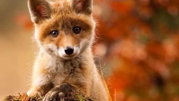 ASSOCIAZIONE ITALIANA DIFESA ANIMALI ED AMBIENTE: A GENNAIO LA STRAGE ...