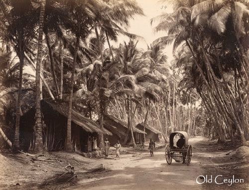 Madhuka Info: OLD Ceylon Photos ( Sri Lanka )