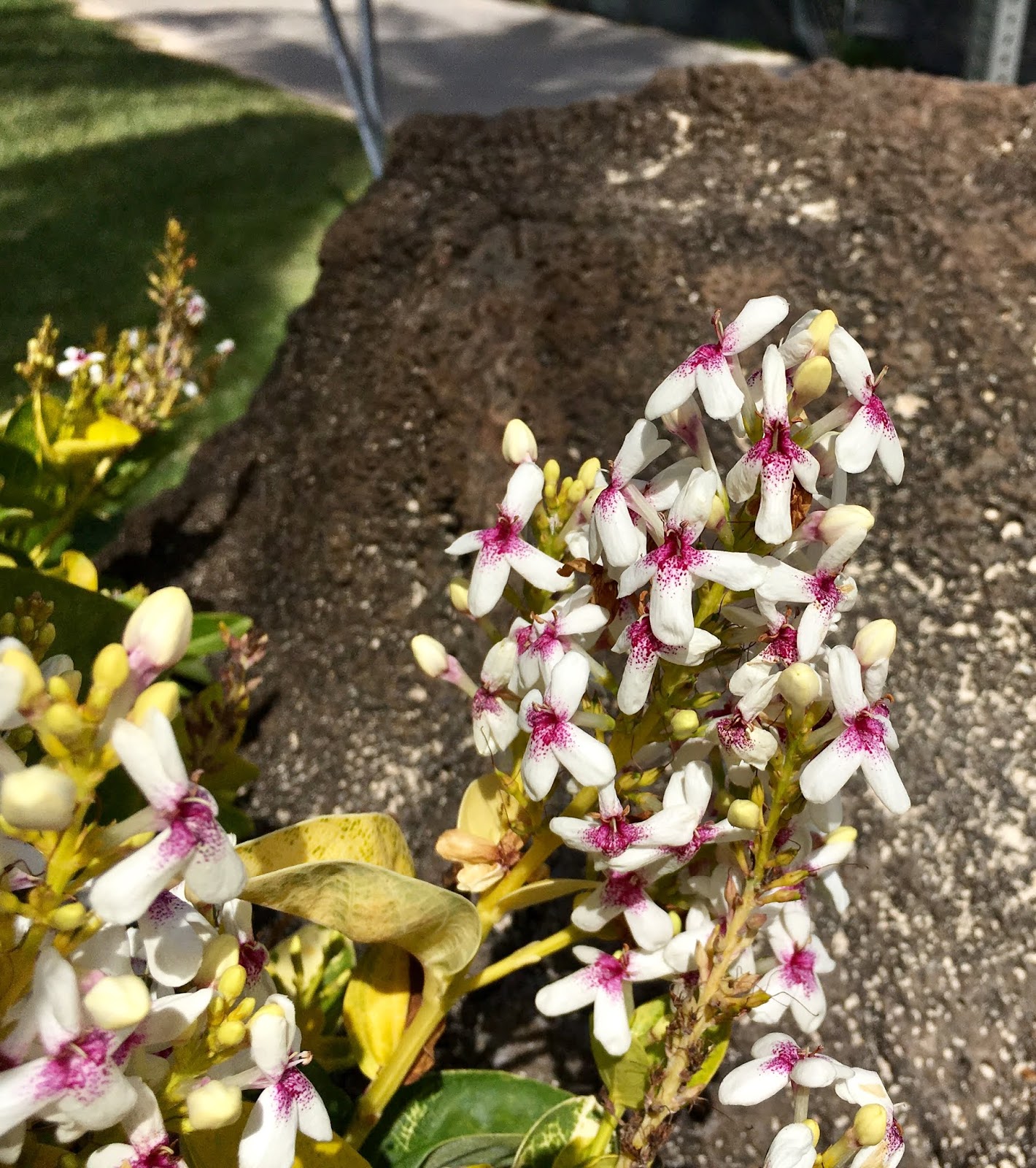 Pseuderanthemum carruthersii var. carruthersii (Variegated False ...