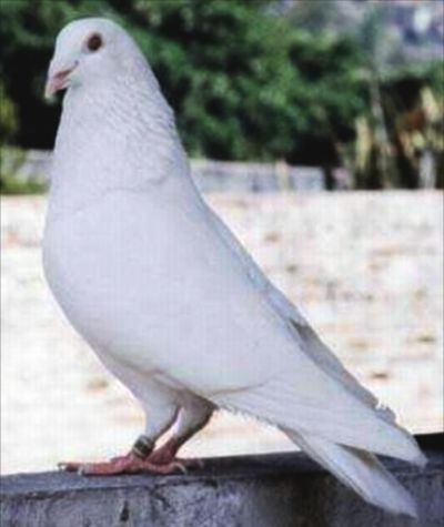 Gambar Foto Hewan: gambar burung merpati pos