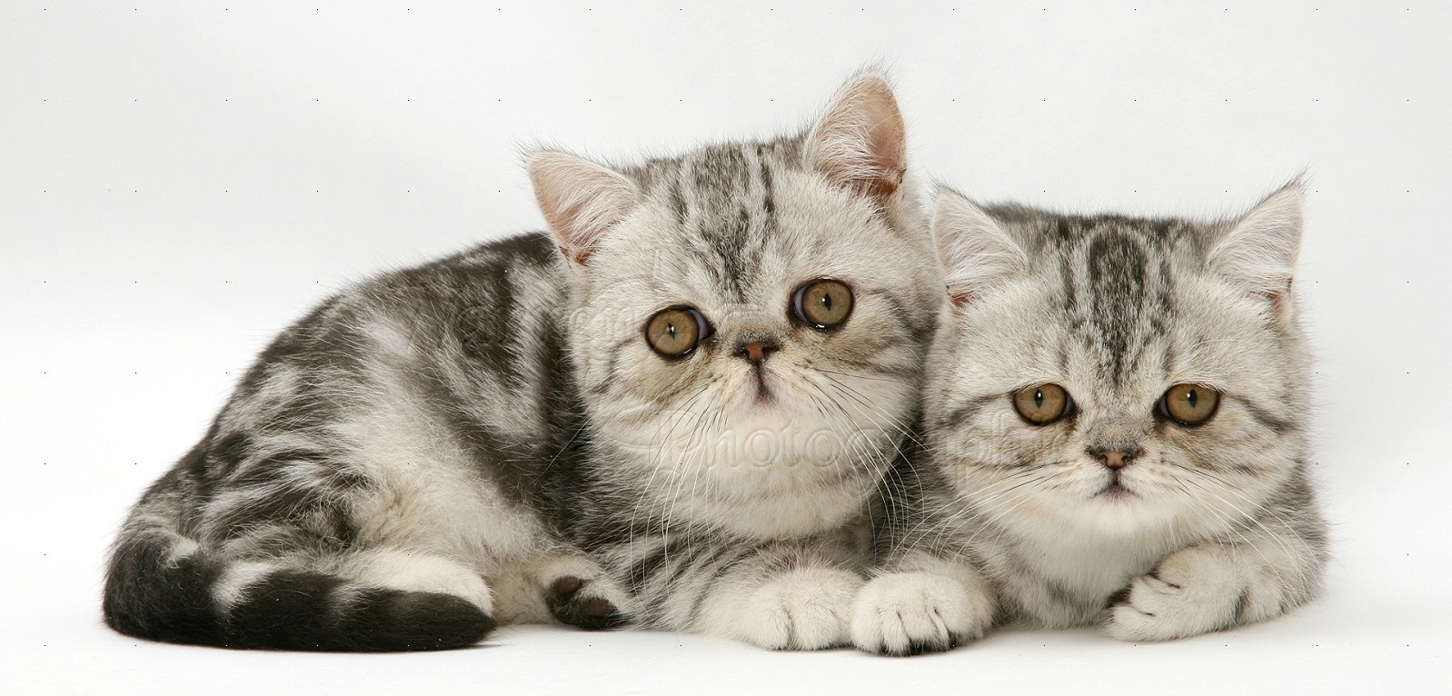 50 Jenis Kucing di Dunia Beserta Sejarah Lengkap