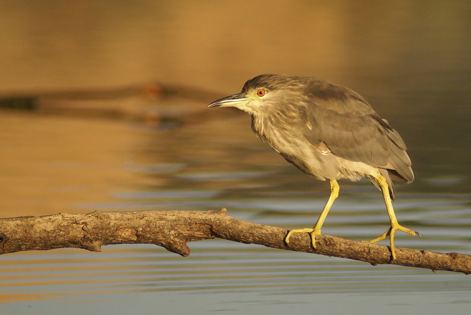 Pasión por las aves: Martinete común.(Nycticorax nycticorax)