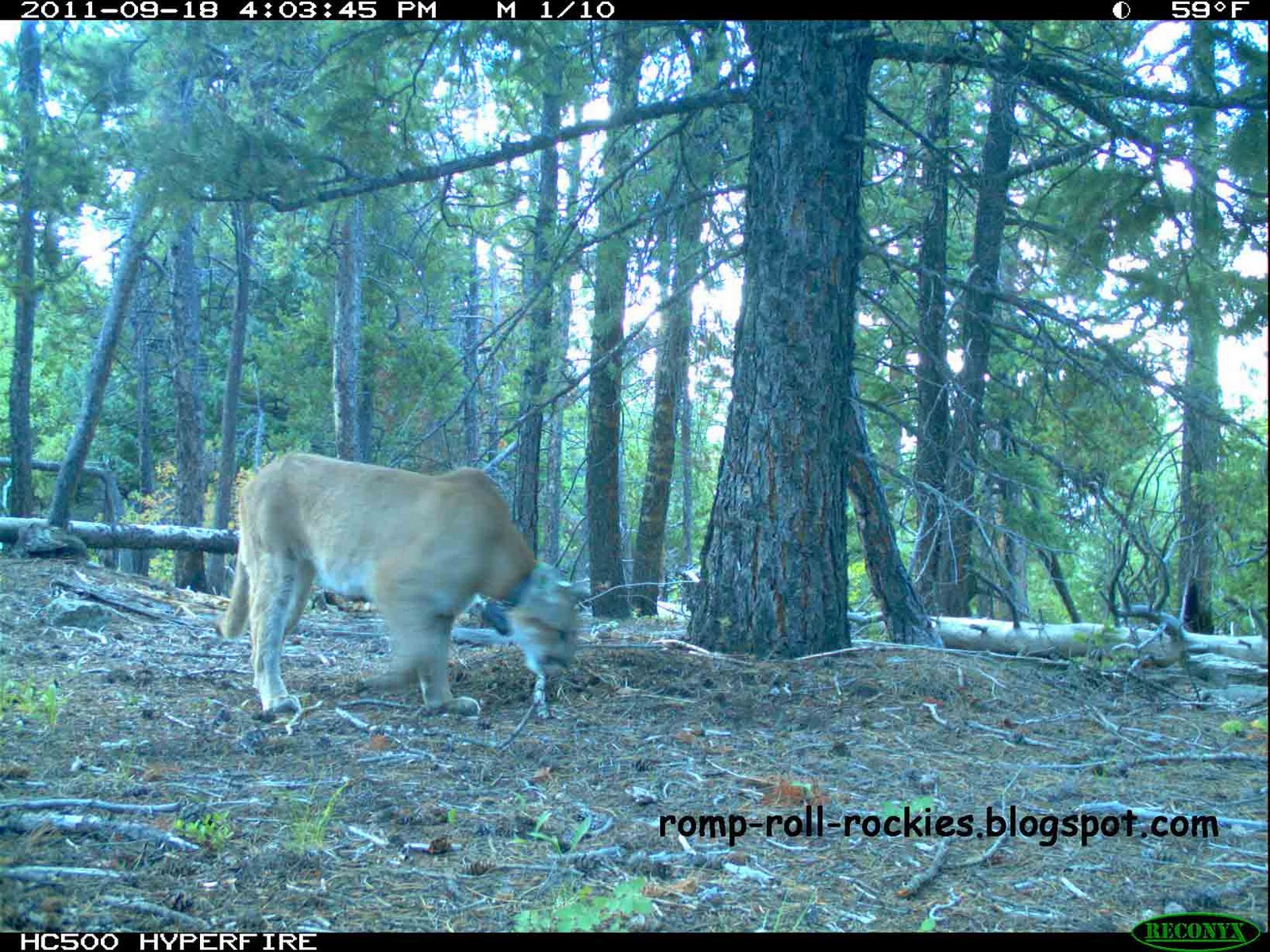 Romping and Rolling in the Rockies: Celebration hike and mountain lion ...