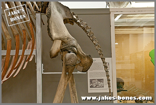 Looking closely at an Indian elephant skeleton : Jake's Bones