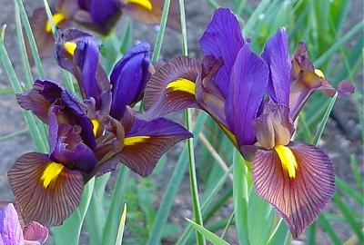 Flowers Lover Blog: Iris Legends