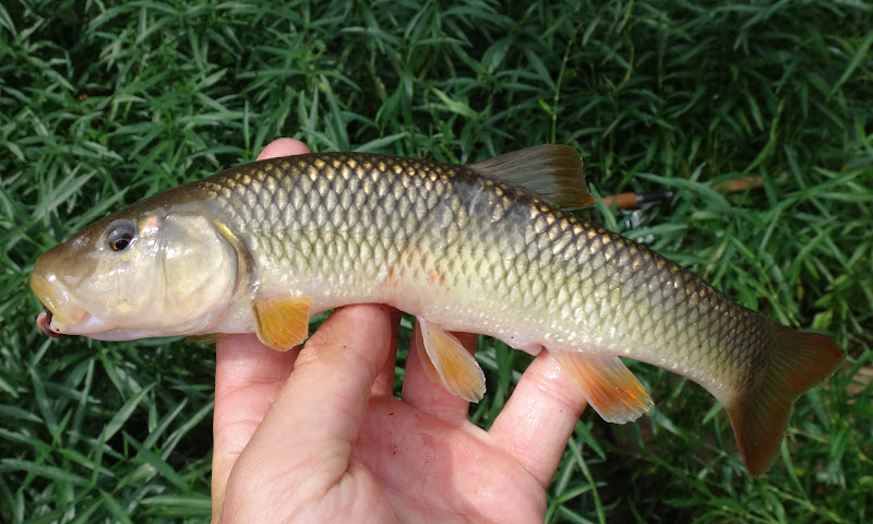 Ben Cantrell's fish species blog: Hitting #300 with the last of the Nocomis