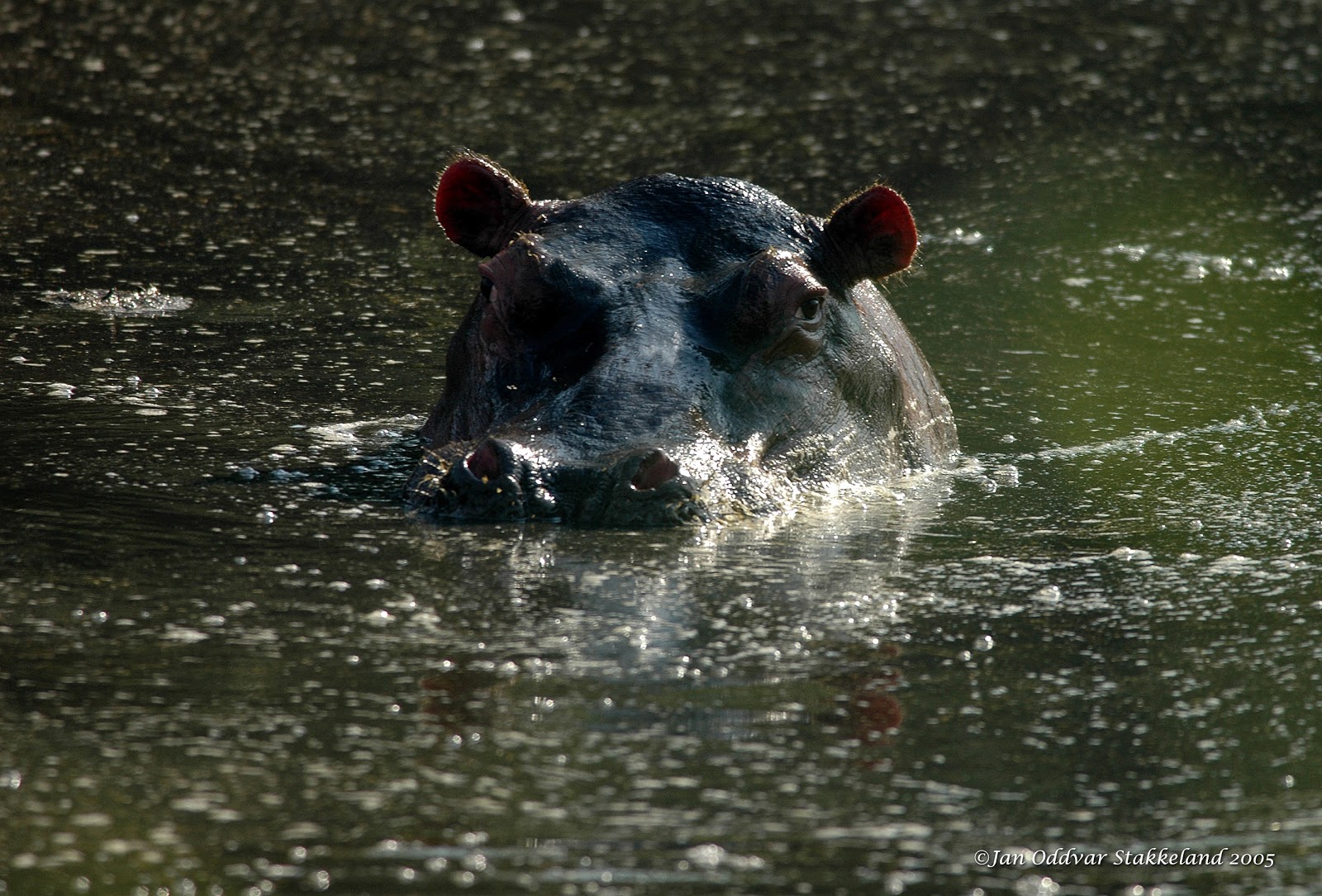 Jan Oddvar Fotoblogg: Flodhest i Serengeti, Tanzania