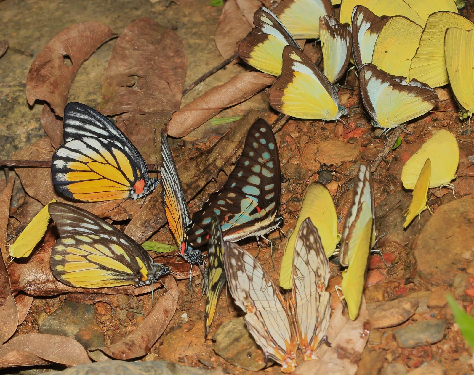 Butterflies of Vietnam: 77. Graphium doson axion (The Common Jay)