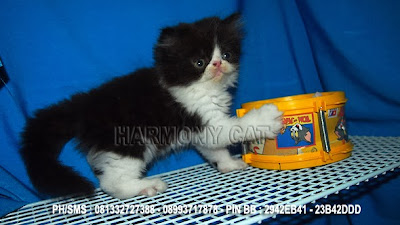 Hamster Dan Kucing Persia Murah Surabaya: KUCING PESEK PEAKNOSE PIGNOSE ...