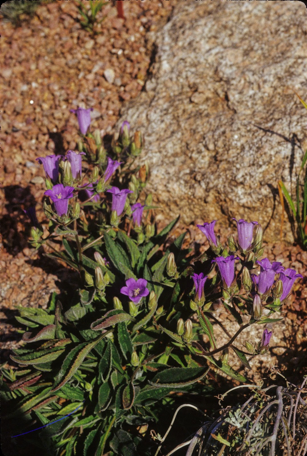 Prairiebreak: B.C. (more ancient scans)