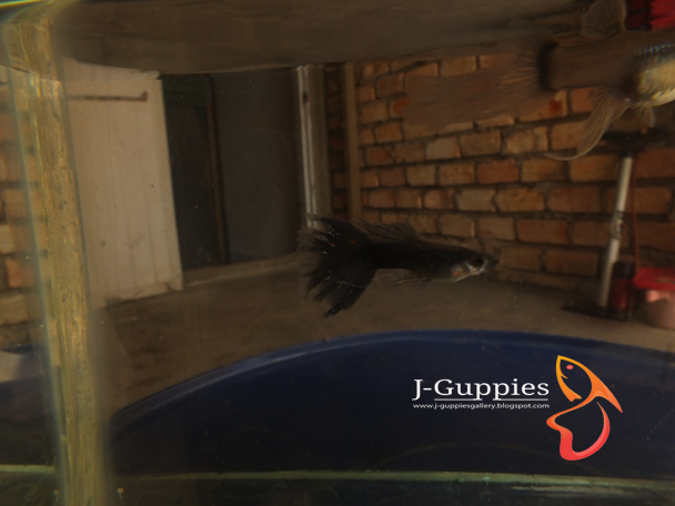 J-Guppies Gallery: Black Moscow