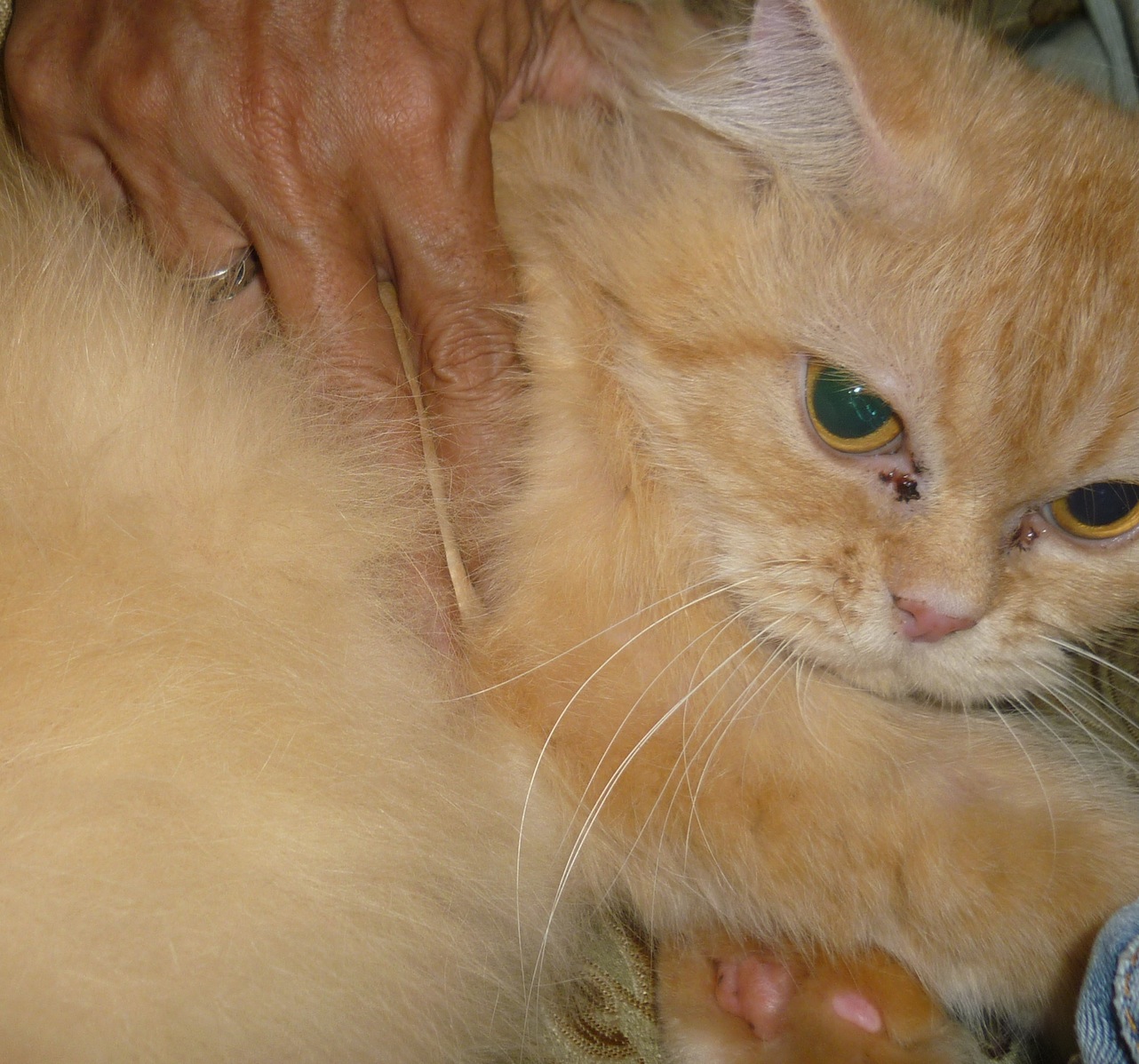 Kumpulan Kucing Nakal Imut