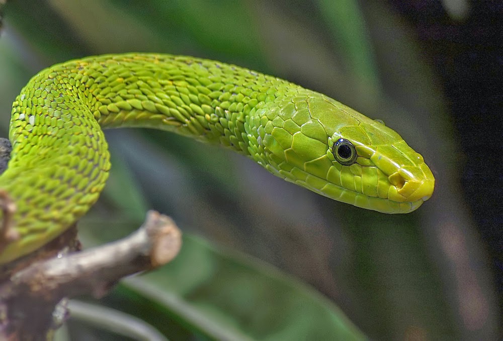 AVEEK- Blogs: Green mamba