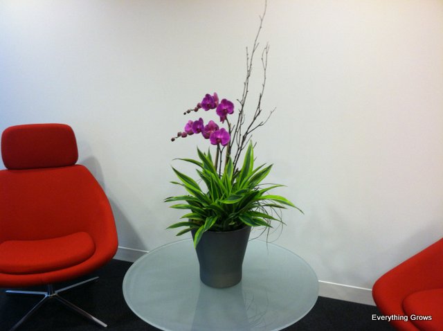 Orchid table top display - Office Plants