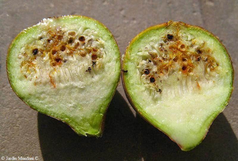 Sangrando en verde: Entre MAMAS y MAMONAS anda el juego