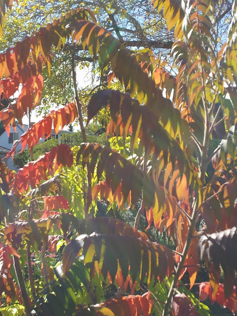 Renaissance Men: The Best Ornamental Trees For Calgary
