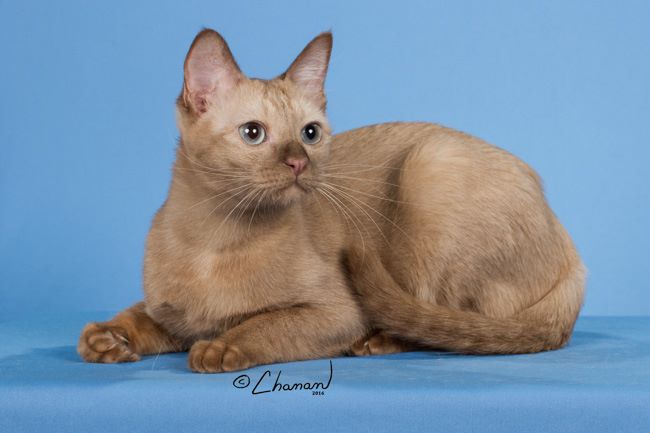 แมวประหลาด คาดว่าเป็นสายพันธุ์ใหม่ของโลก