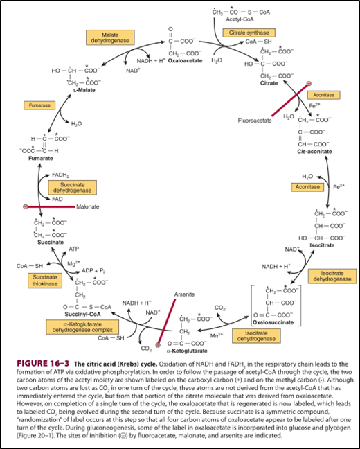 Metabolisme 5 (Siklus Asam Sitrat)