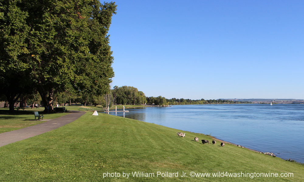 Wine 101 - Visit Washington Wineries a Beginners Guide