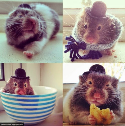 Hamster Paling Lucu - Gaban Comel
