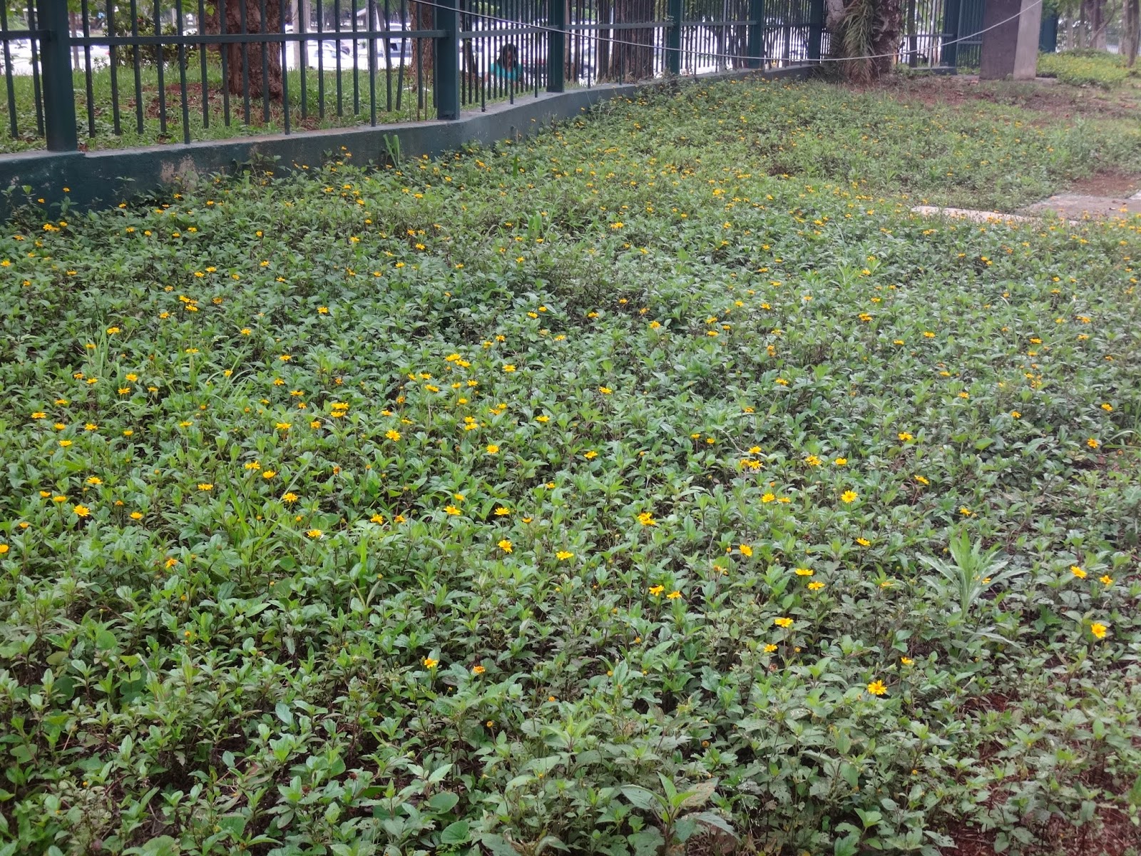 Uma flor por dia: Vedélia