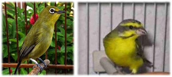 Mata Puteh : Keeping Canaries or Finches or other song singing bird ...