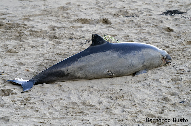 RÍA DE LA VILLA: Marsopa en la playa