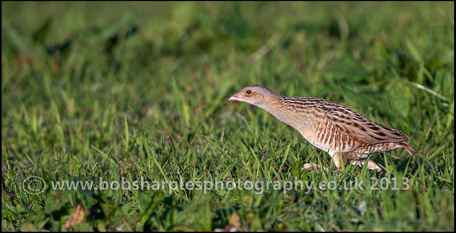 Photography by Bob Sharples: Outer Hebrides Day 8 mostly Corncrake