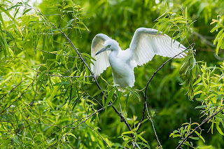 See What I See: The little blue heron