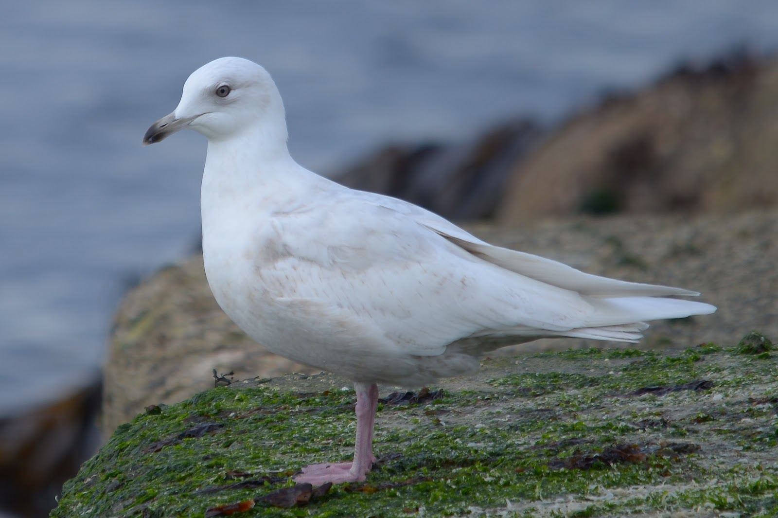Drimnagh Birdwatch: Iceland Gull, Bullock Harbour, Dublin