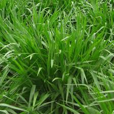 THE FAMOUS BRACHIARIA GRASS