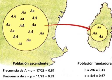 Biología Ciencia y Naturaleza: DERIVA GÉNICA