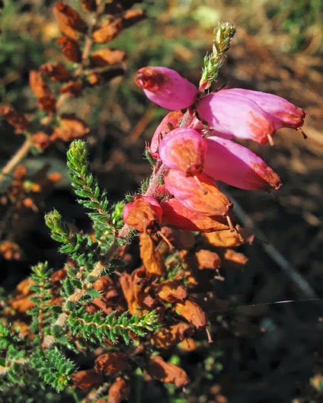 Les actualités du Monde de Lupa: Erica ciliaris (Bruyère ciliée)