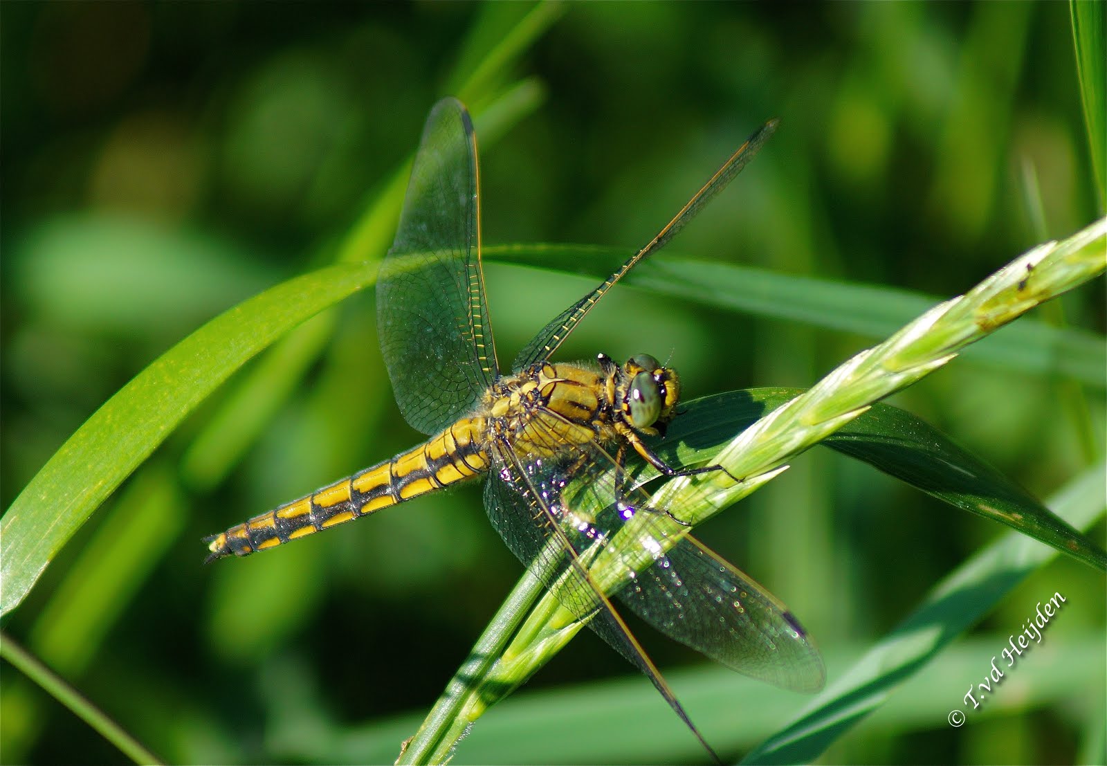 Theo’s Natuur Momenten: DE INSECTEN VAN HET KEMPEN~BROEK