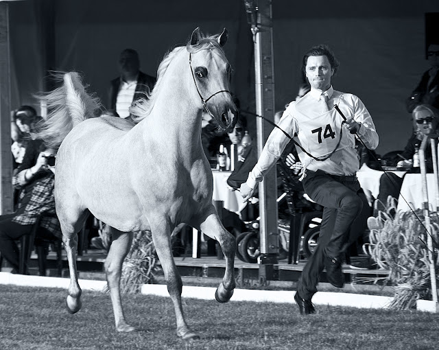 Przekornie w drodze - czyli moje wędrówki w czasie i przestrzeni.: Koń ...