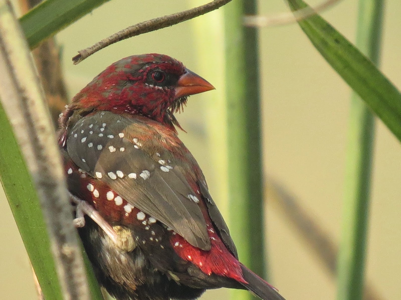 Birds in Delhi(India): Red Munia