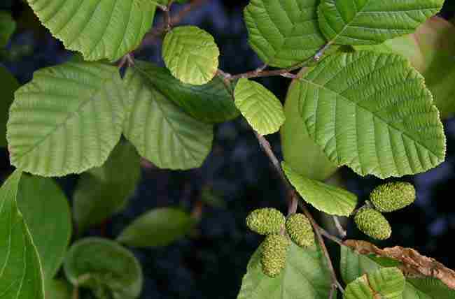 Trees Planet: Alnus incana - Grey Alder