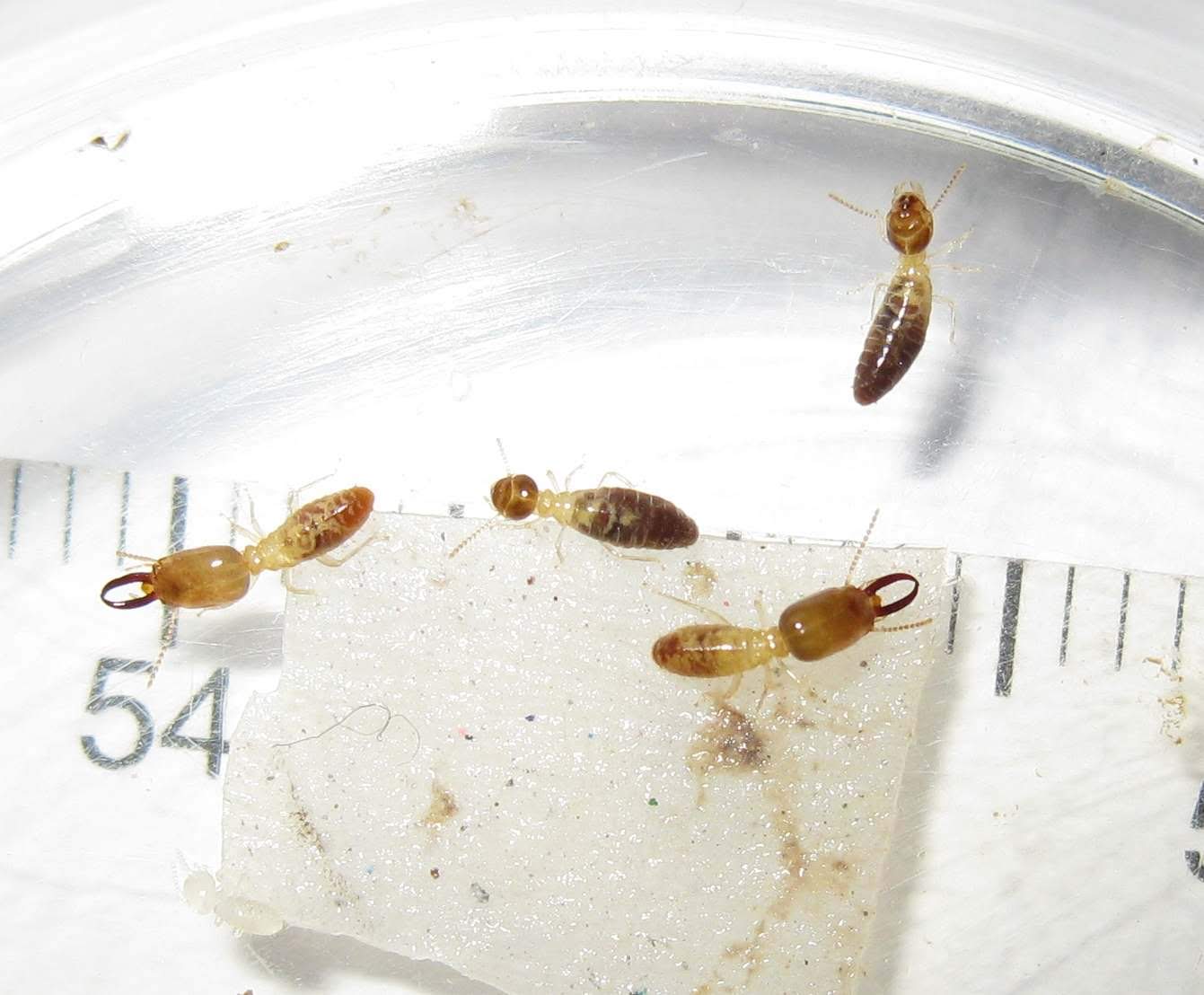 Photos and Info on Ants and Termites of Malaysia: Microcerotermes sp