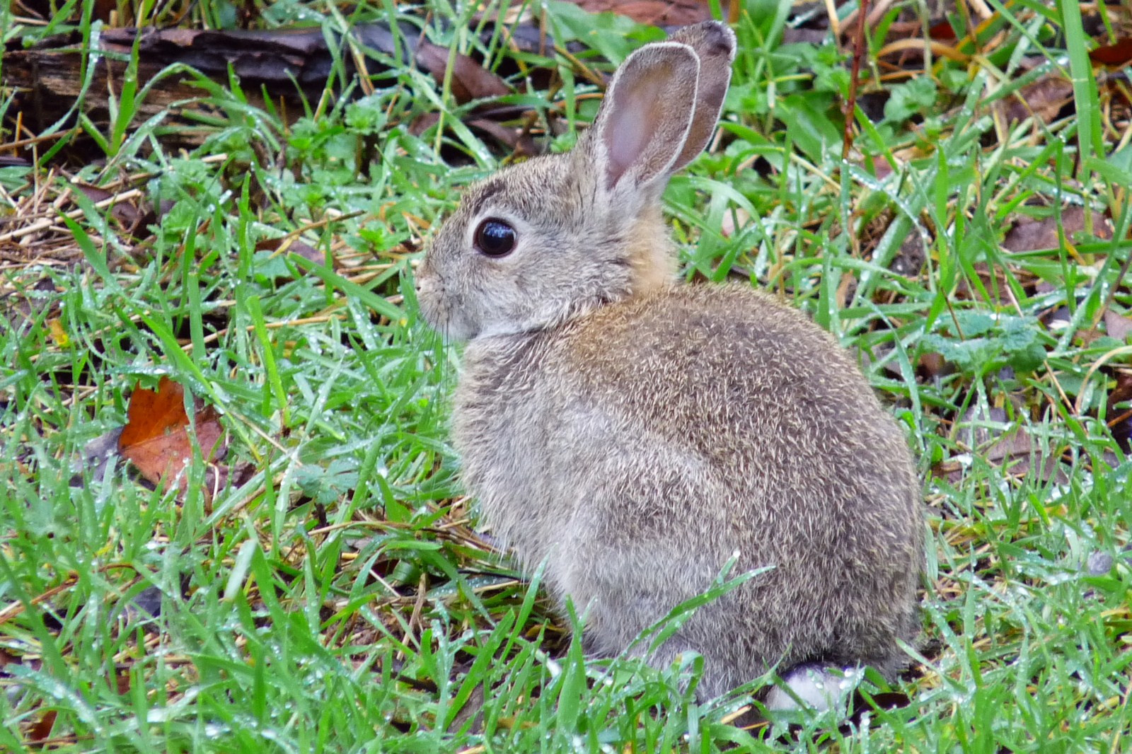 Calamones de la isla: julio 2011