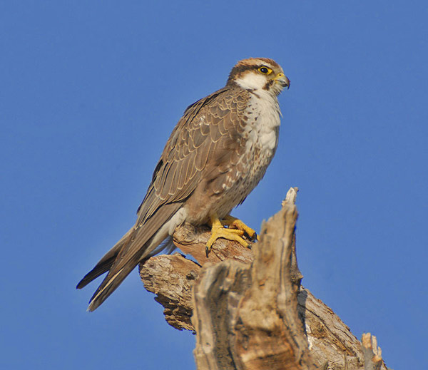 All About Animal Wildlife: Peregrine Falcon Few Facts and new Images