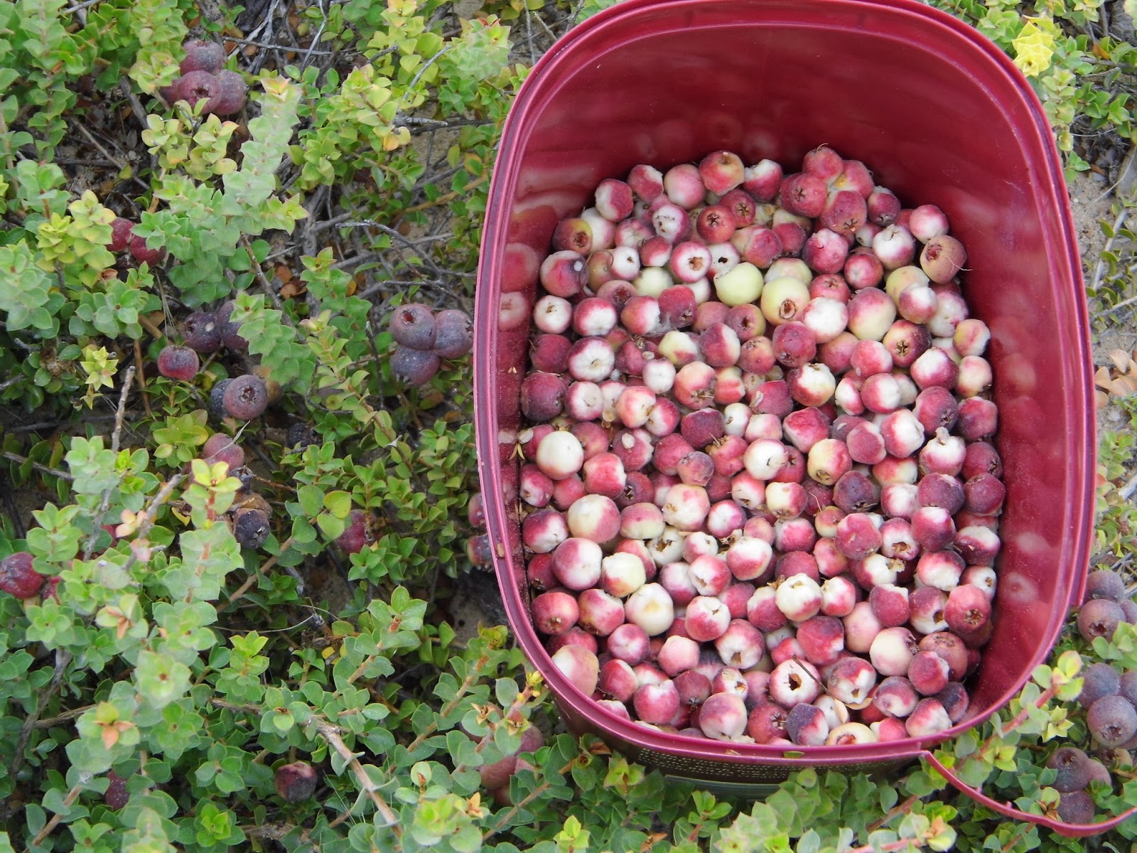 One Mother Hen: Picking Muntrie Berries