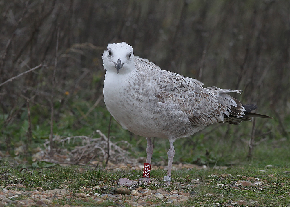 Richard Smith - Birdwatching Days Out: CASPIAN GULL, 1st winter, Red ...