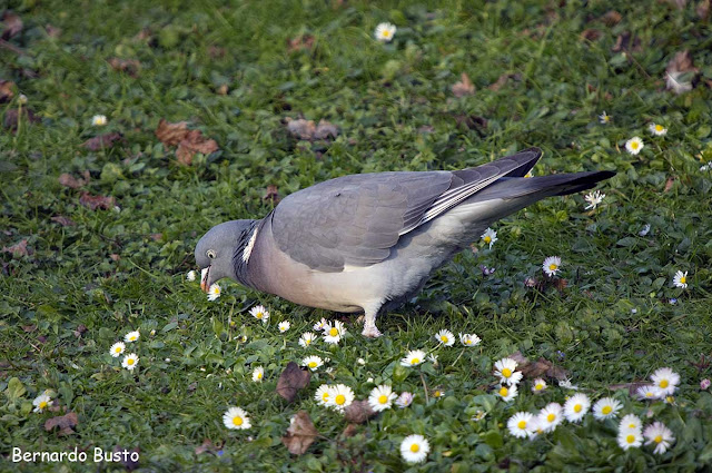 RÍA DE LA VILLA: Torcaces en el parque