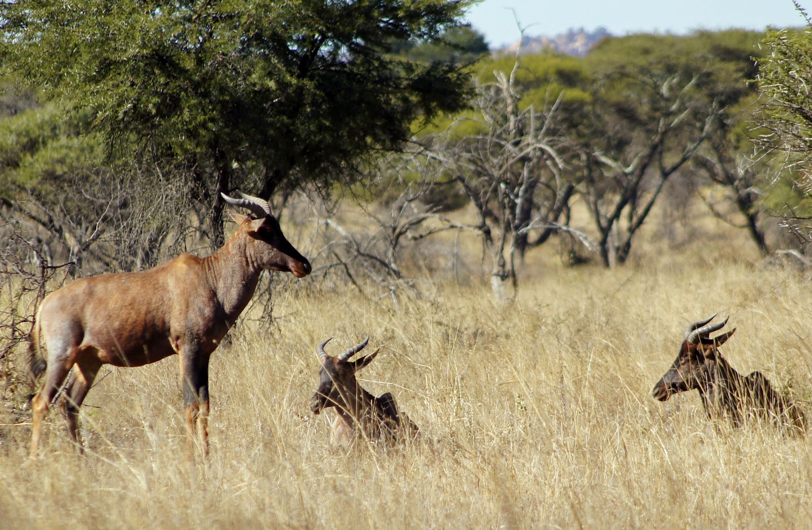 På jobb i Sydafrika: Polokwane Game Reserve